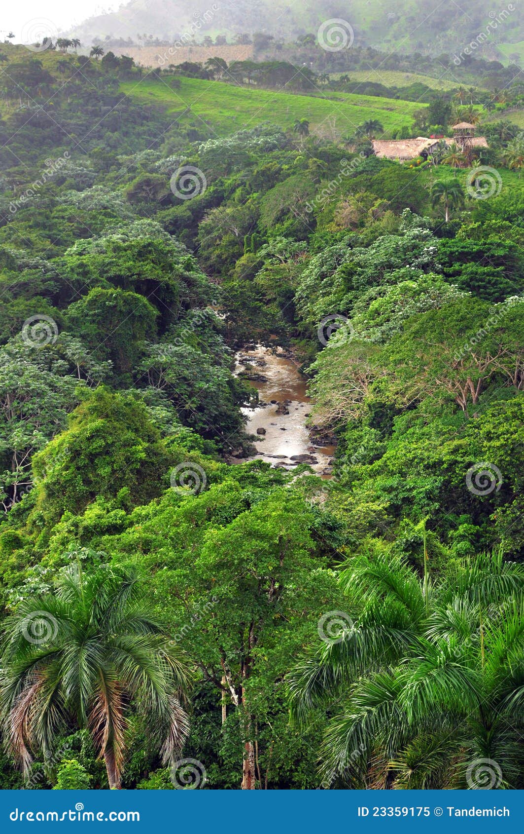 Jungle at Dominican Republic Stock Image - Image of dominican, forest ...