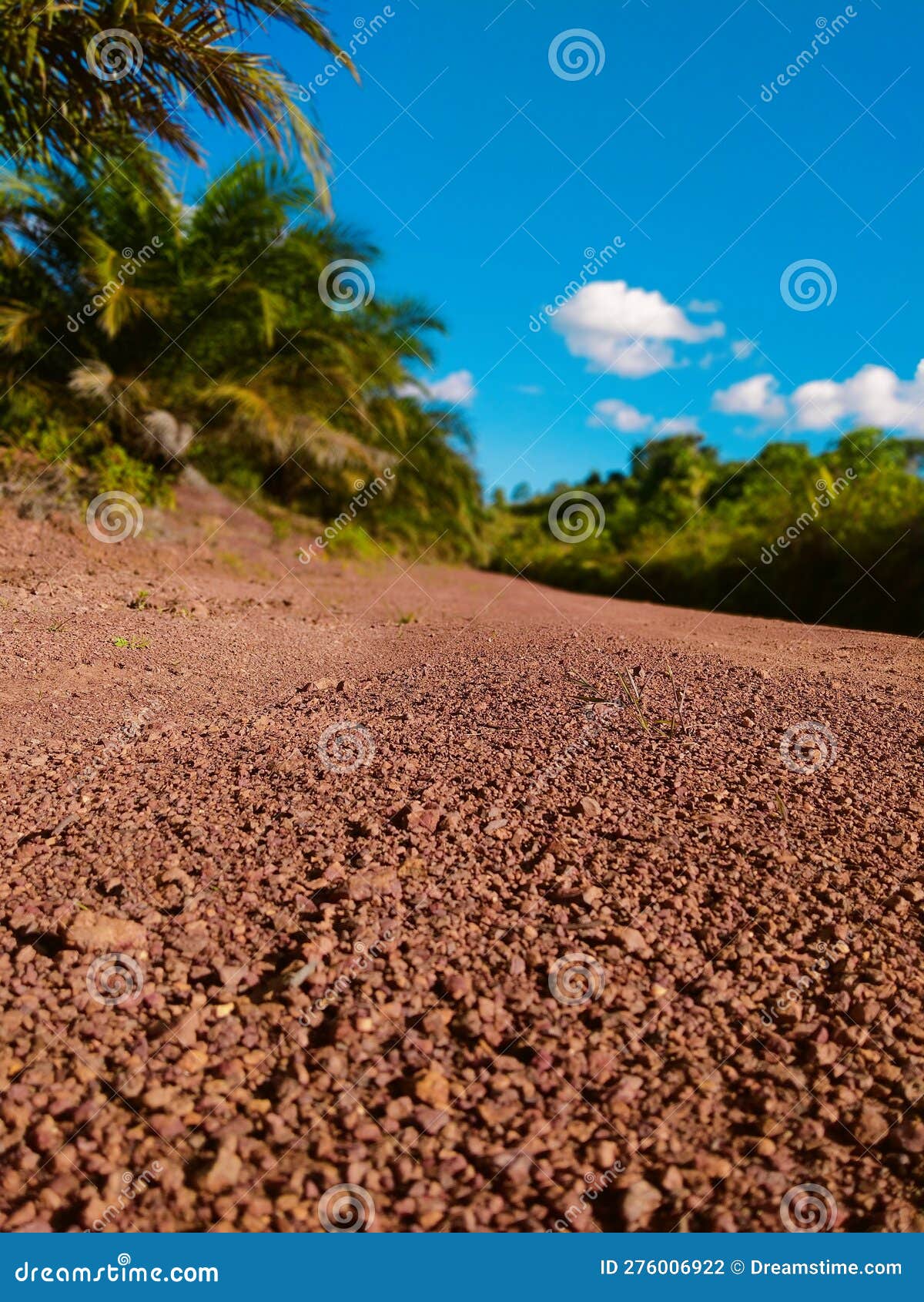At the jungle east borneo stock photo. Image of jungle - 276006922