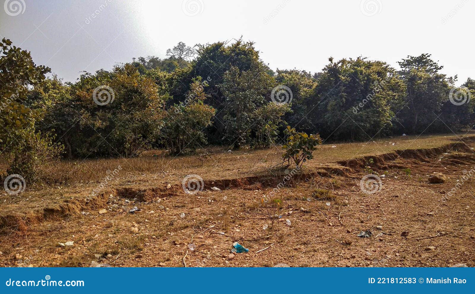 This Jungle is by the Edge of the River. Stock Image - Image of land ...