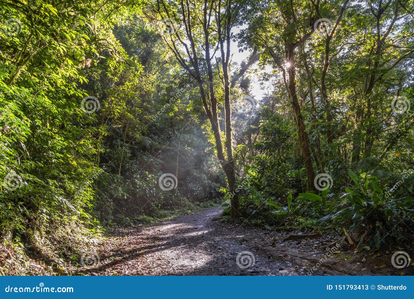 Jungle Floor Path with Sunrays Breaking through the Trees Stock Image ...