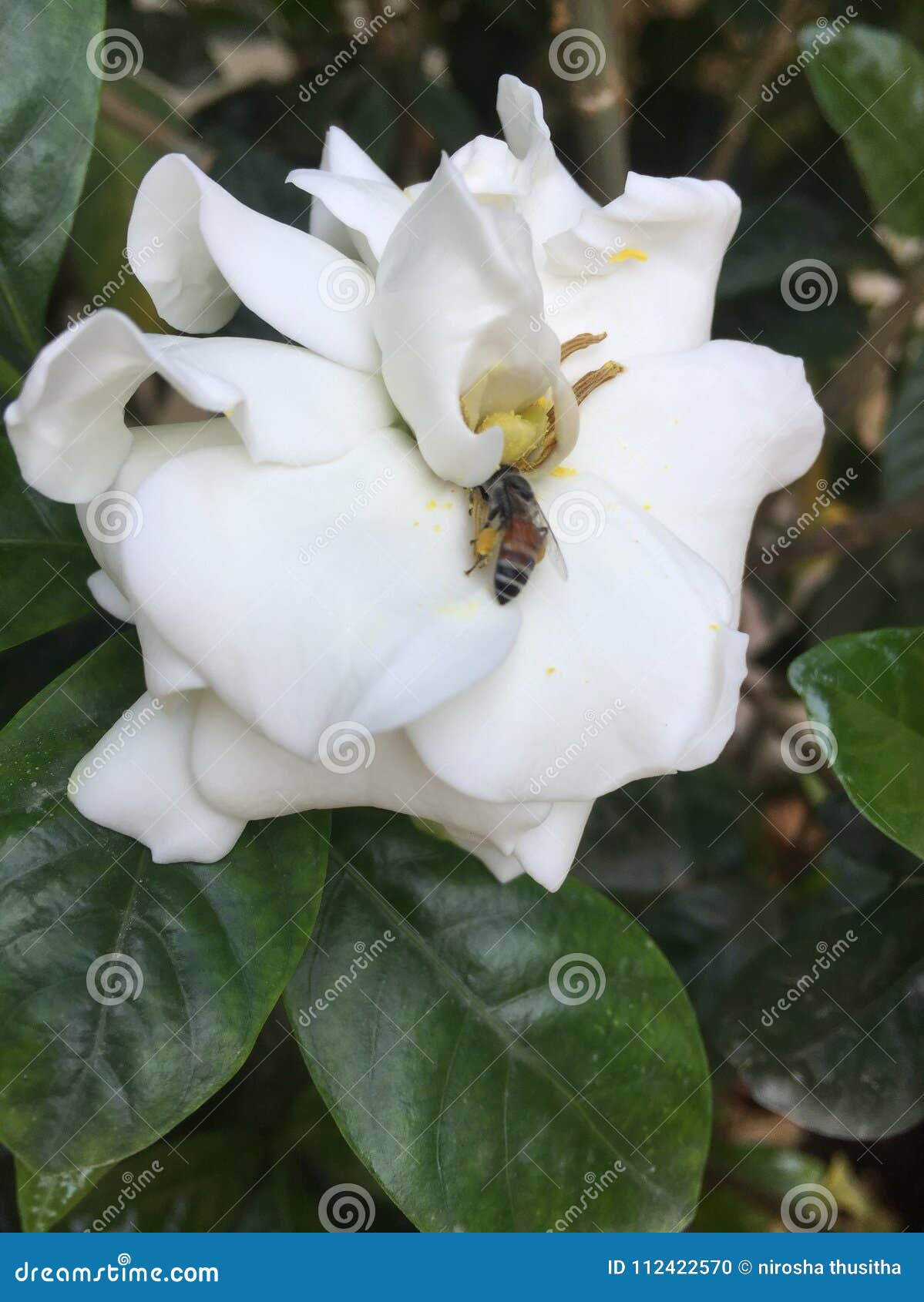 Jungle flower stock photo. Image of jungle, 0016, flower - 112422570