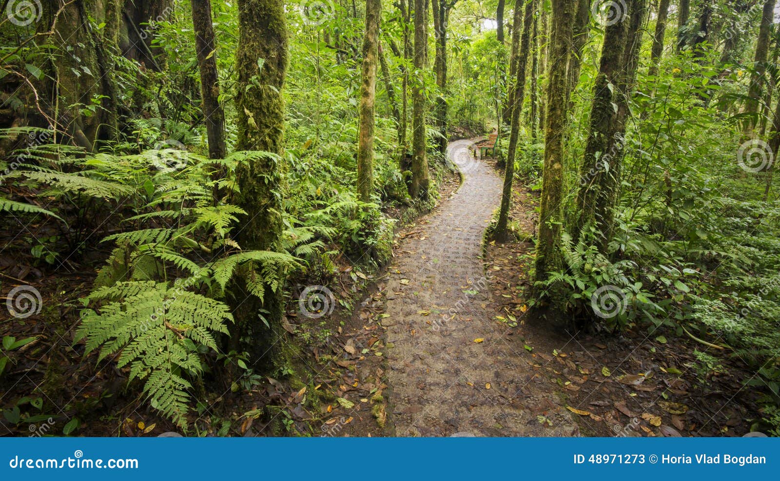 Jungle Footpath from within the Dense Costa Rican Rainforest. Stock ...