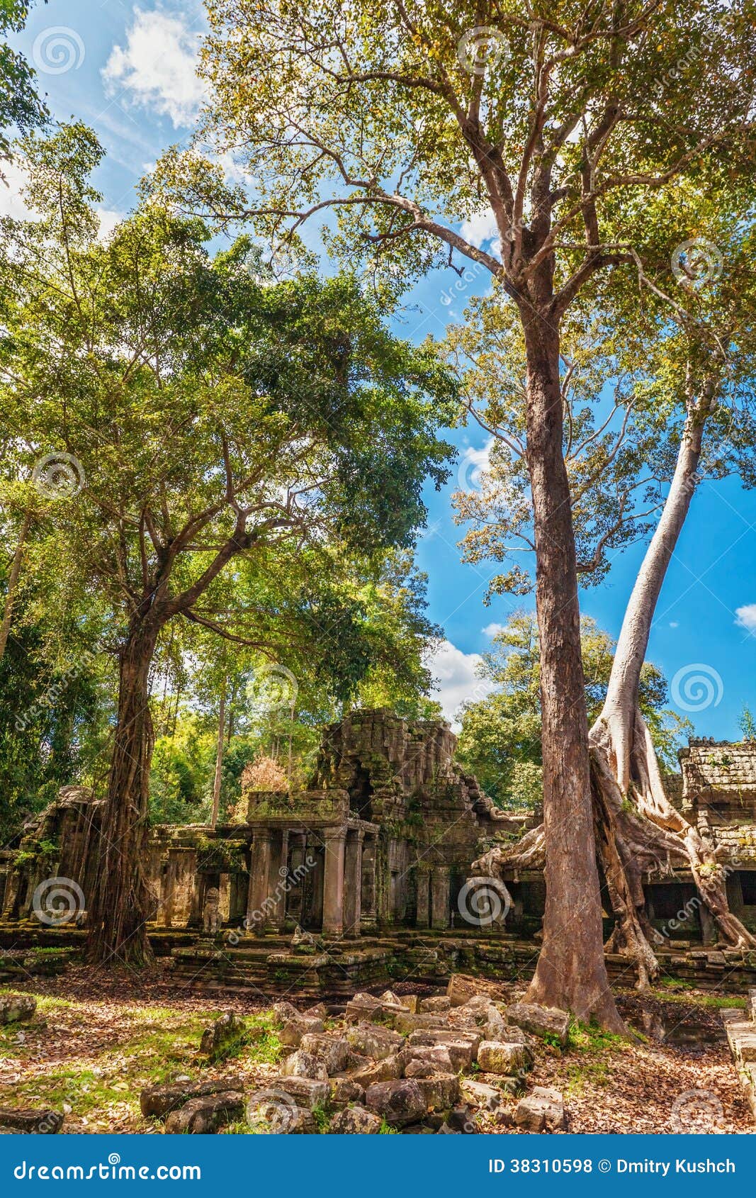 Jungle Forest at Angkor Wat Area Stock Photo - Image of landscape ...
