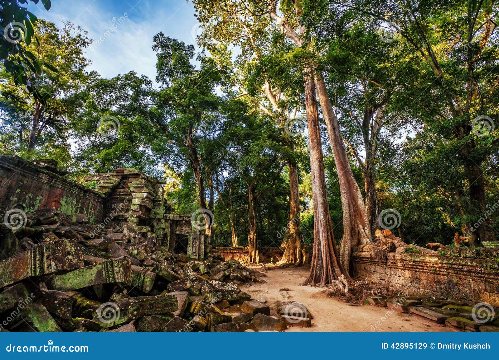 Jungle Forest at Angkor Wat Area Stock Image - Image of prohm ...