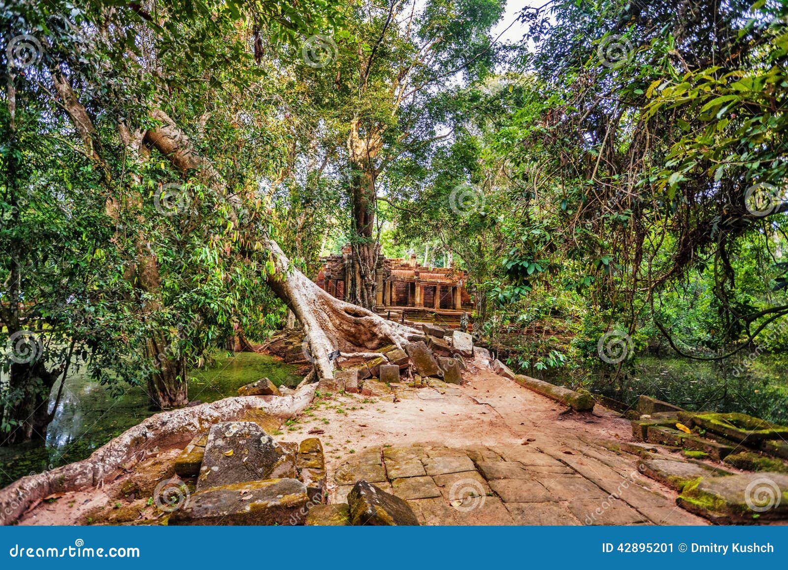 Jungle Forest at Angkor Wat Area Stock Image - Image of outdoor ...