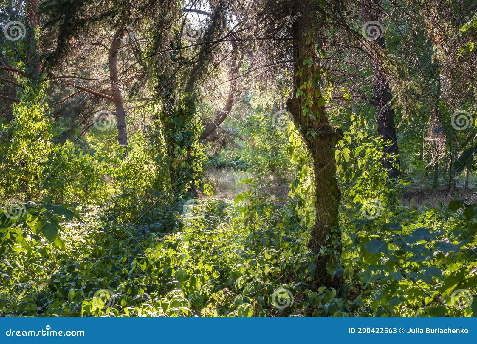 Jungle Forest with Colorful Plants and Sun Rays Stock Image - Image of ...