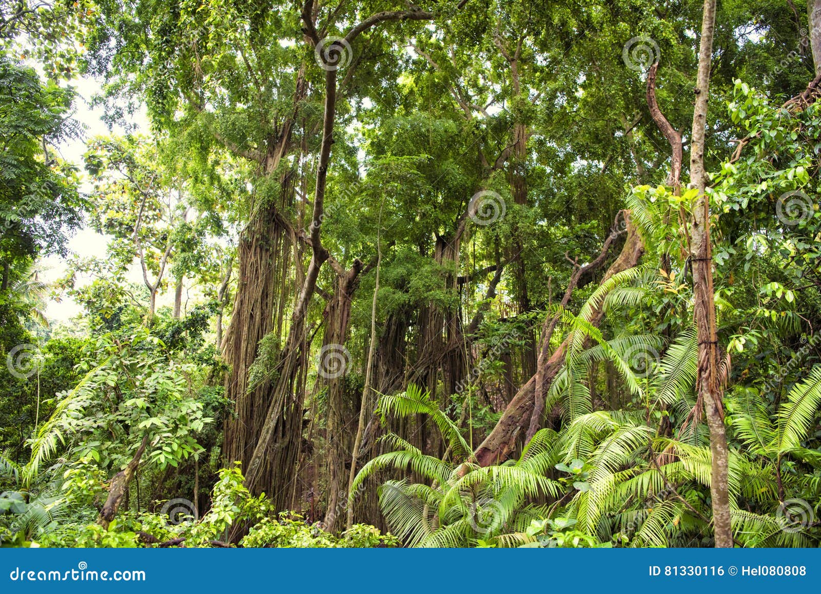 Jungle Forest, Abundant Vegetation, Bali, Indonesia Stock Photo - Image ...