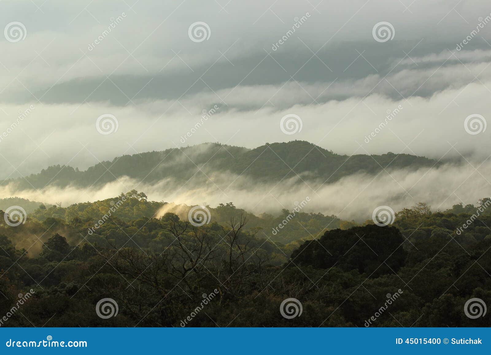 Jungle Forest and Mountain with Mist Stock Photo - Image of landscape ...