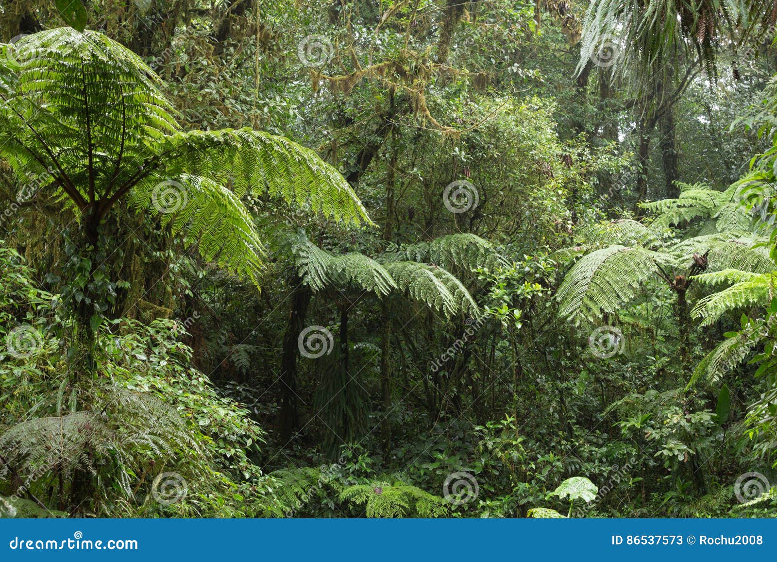 Jungle Forest / Nature Landscape Stock Image - Image of wild, amazon ...