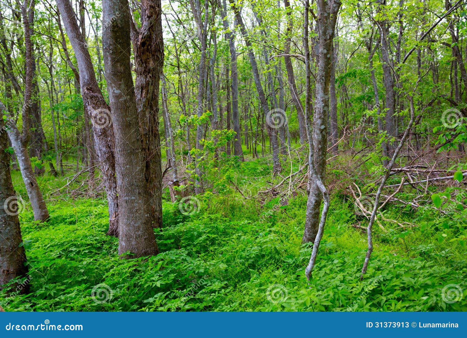 Jungle Forest Park in Texas Outdoor Stock Image - Image of green ...