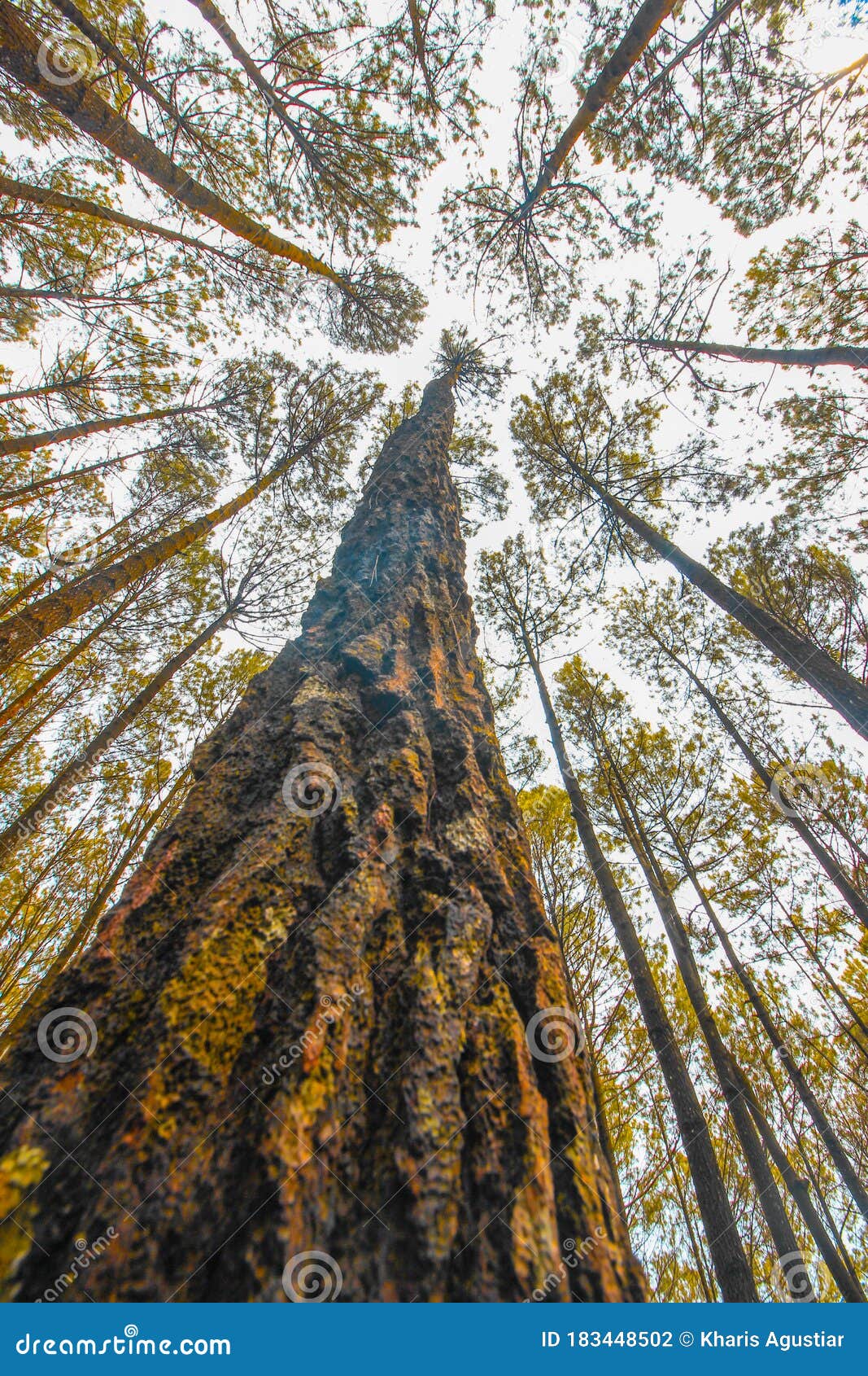 Jungle Forest Pine Wood Tropic Stock Photo - Image of jungle, pine ...