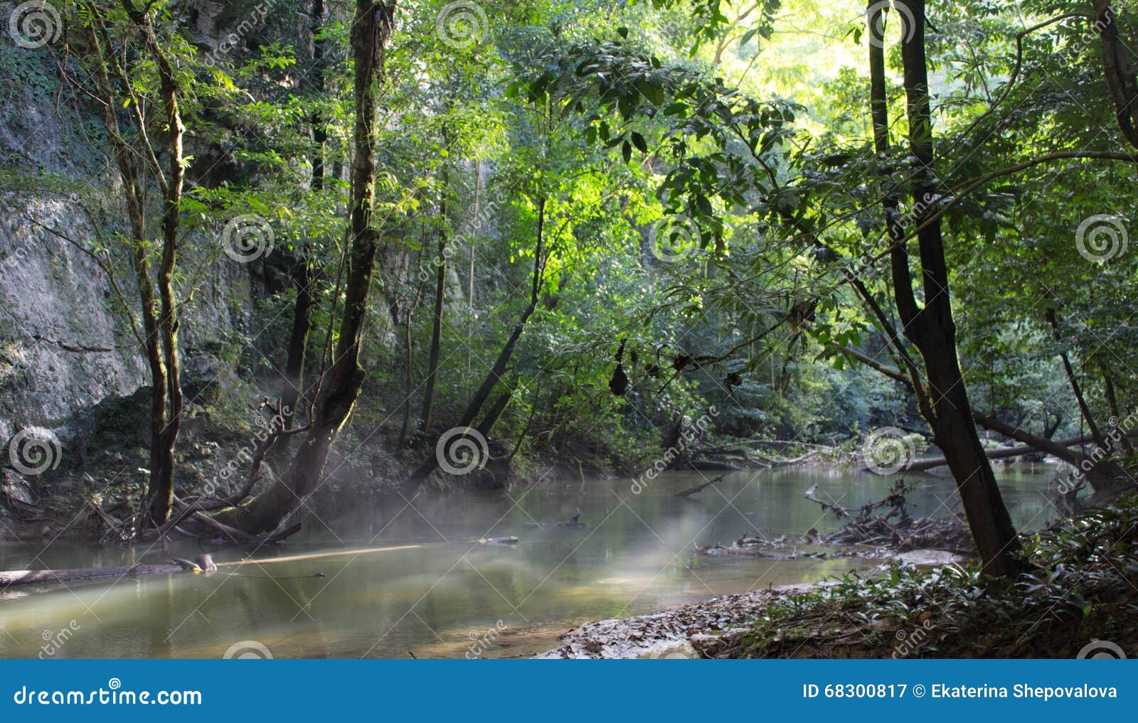 Jungle Forest River Humidity Tree Stock Image - Image of nature ...