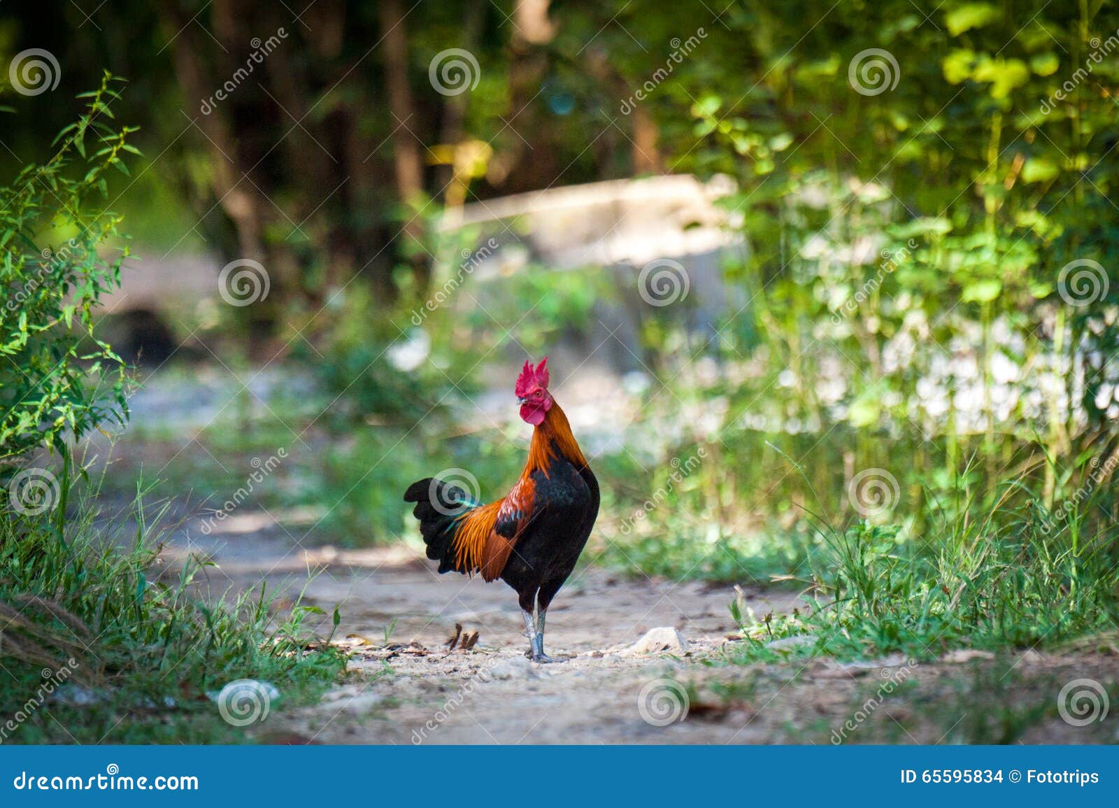 Jungle fowl stock photo. Image of fauna, dominant, animal - 65595834