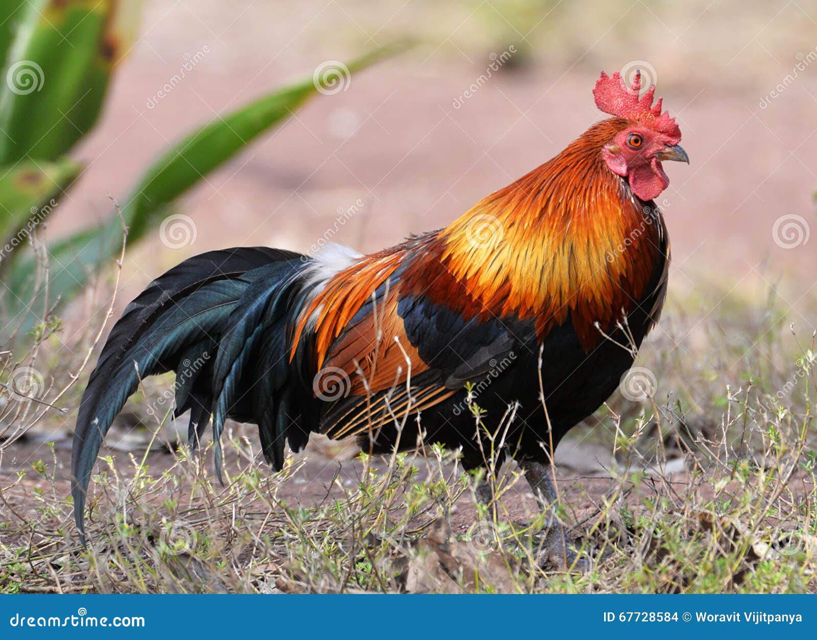 Jungle fowl stock photo. Image of fowl, female, dawn - 67728584