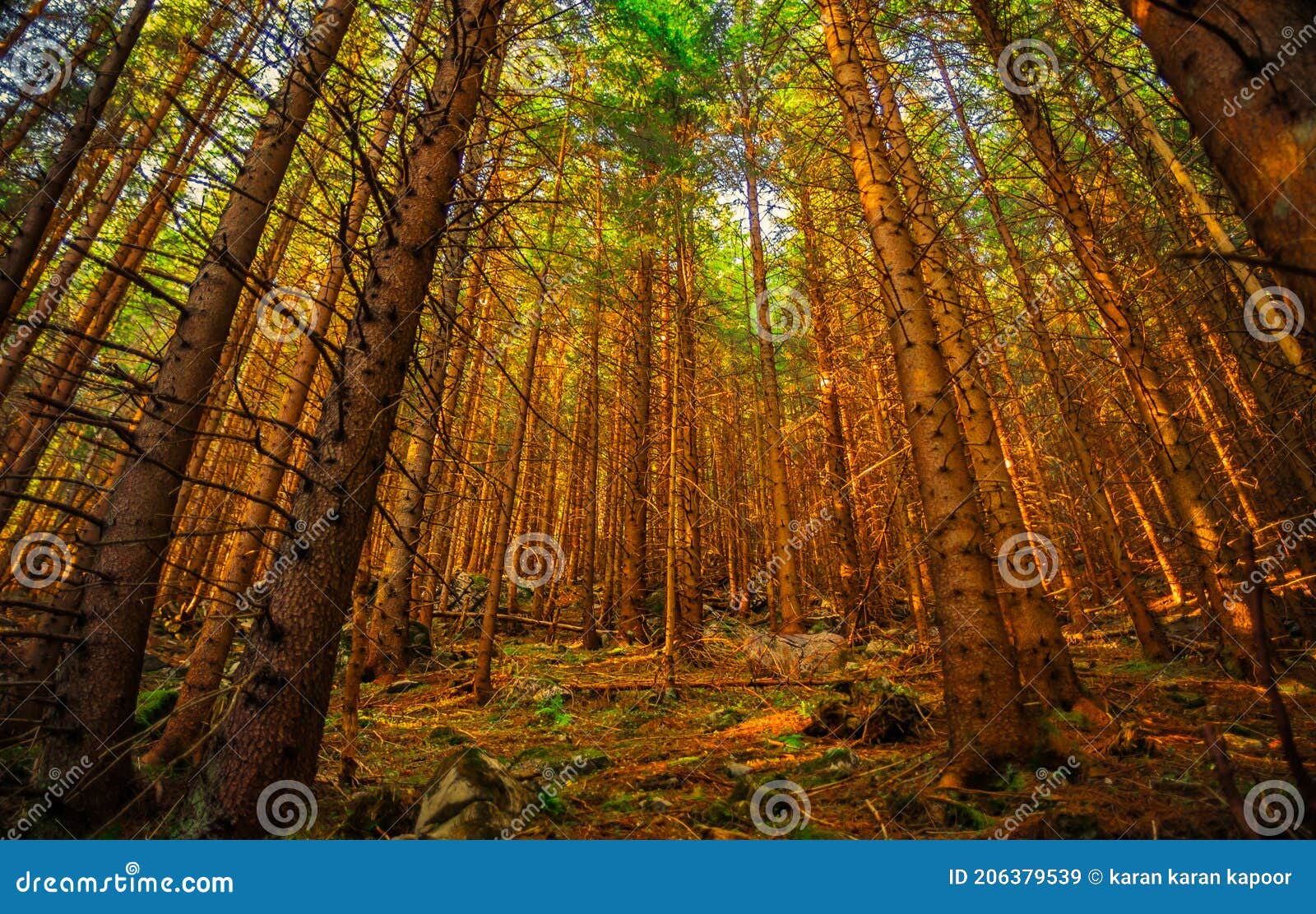 Jungle full of green trees stock image. Image of waterfall - 206379539