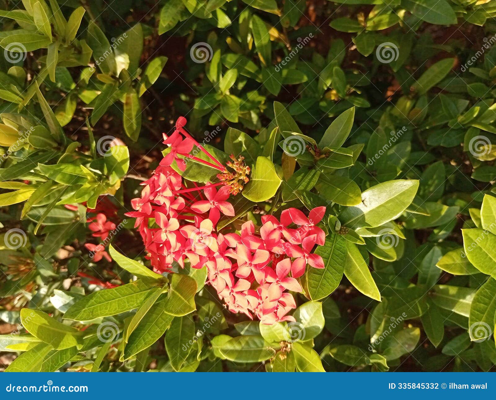 Jungle Geranium Jungle Flame Pendkuli Ixora Coccinea Stock Photo ...
