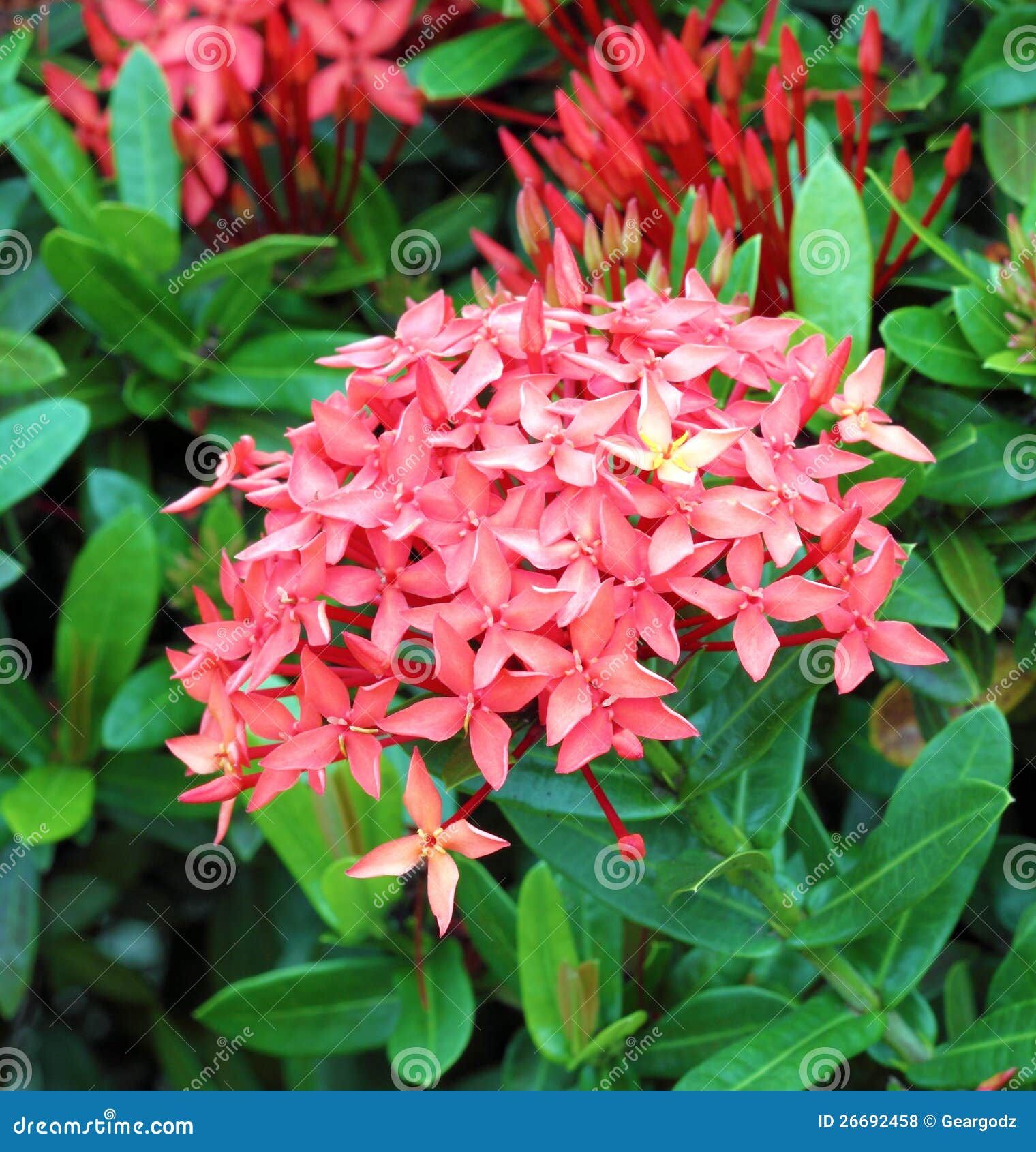Jungle Geranium (Ixora Coccinea) Stock Photo | CartoonDealer.com #26692458