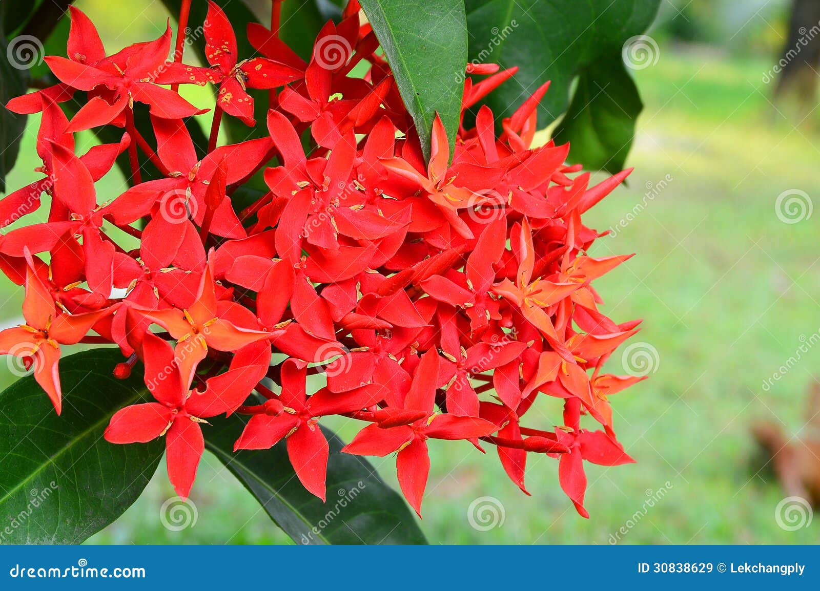 Jungle Geranium (Ixora Coccinea). Close-up Stock Image - Image of ...