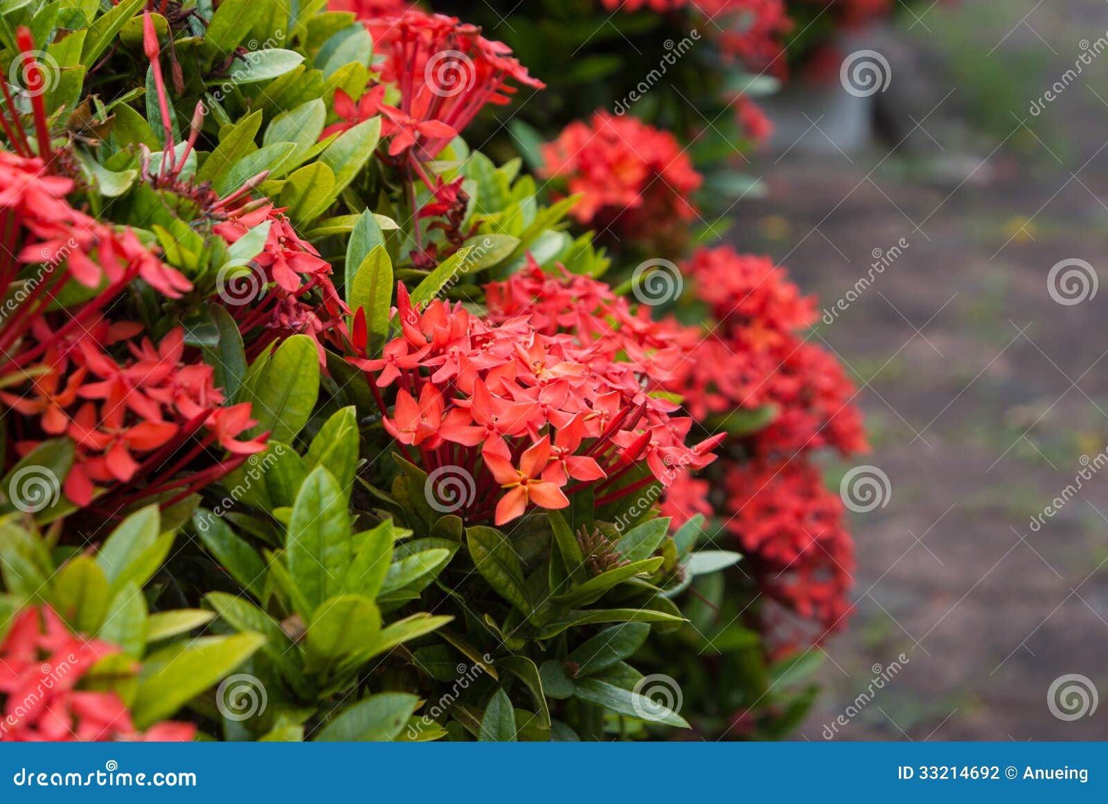 Jungle geranium stock photo. Image of indian, pattern - 33214692
