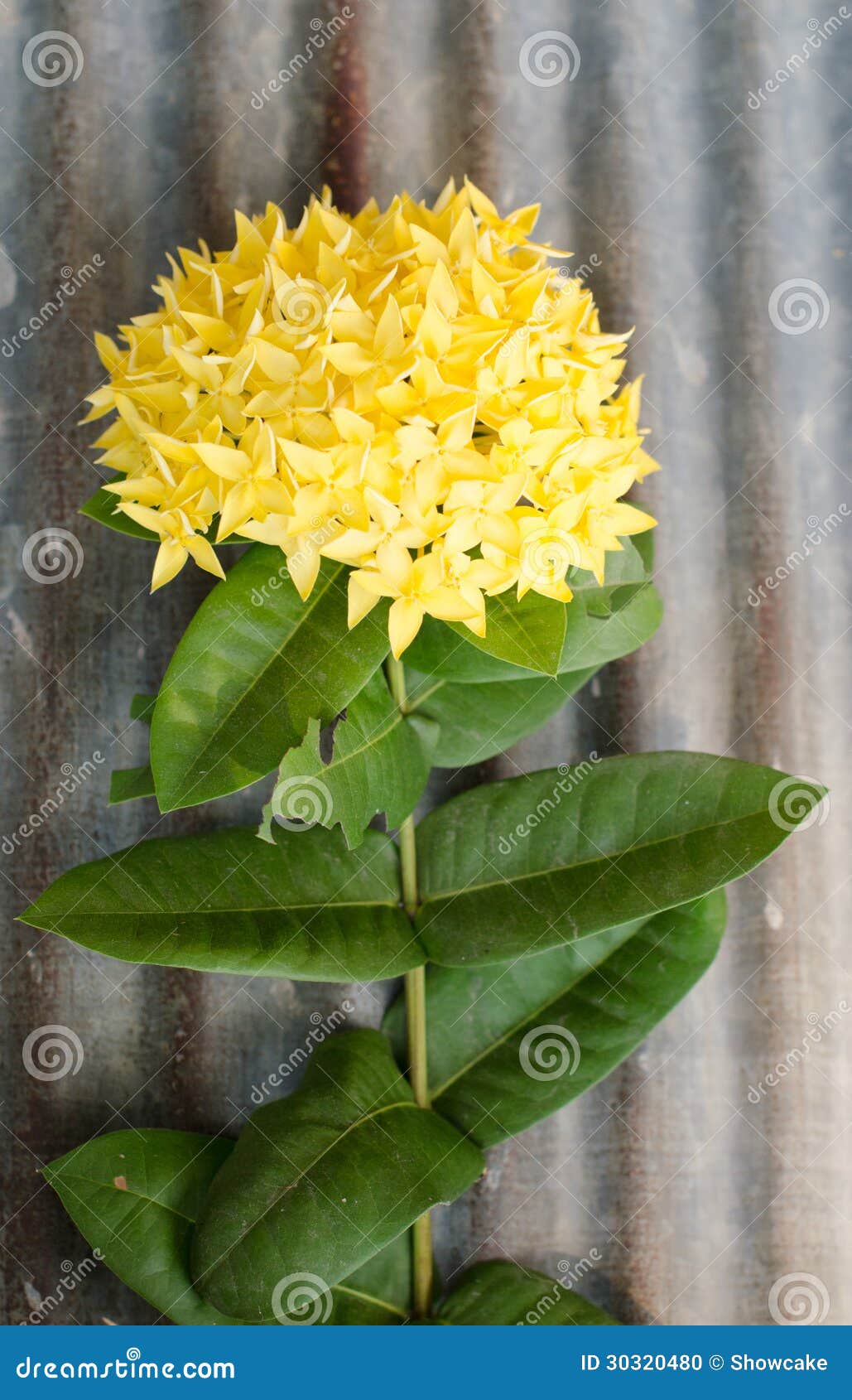 Jungle Geranium (Ixora Coccinea). Close-up. Yellow Color. Stock Photo ...