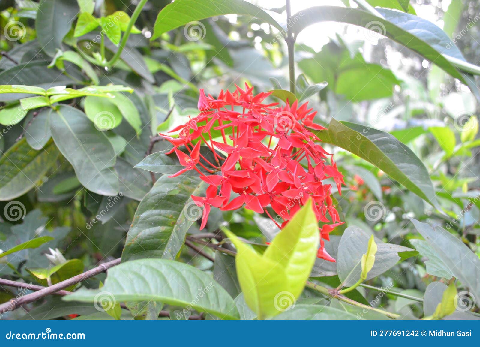 Jungle Geranium stock photo. Image of jungle, leaf, petal - 277691242