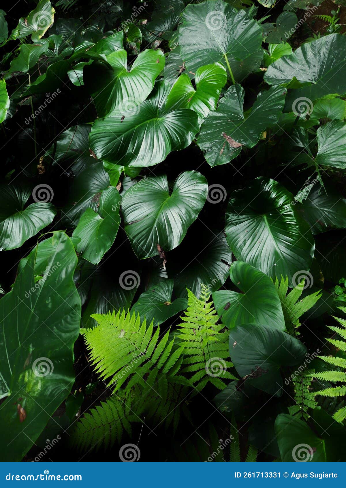 Jungle green forest leaf stock image. Image of garden - 261713331