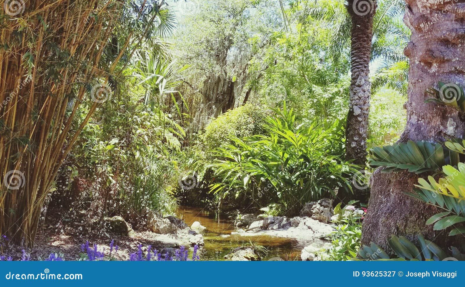 Jungle stock image. Image of nature, rainforest, tropical - 93625327