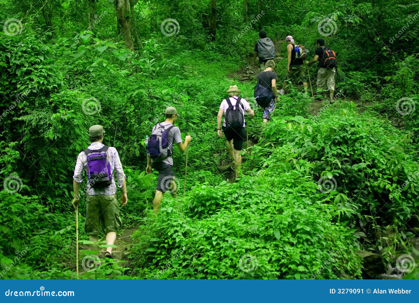 Jungle hike stock image. Image of path, rugged, jungle - 3279091