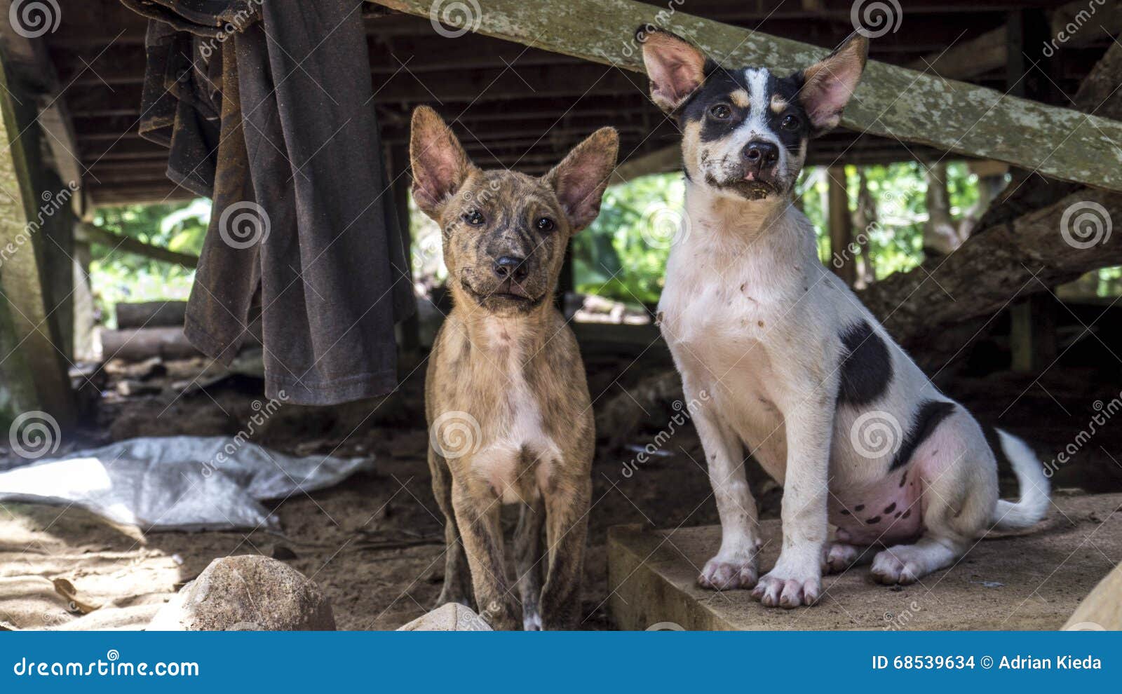 Jungle home dogs stock photo. Image of donate, camera - 68539634