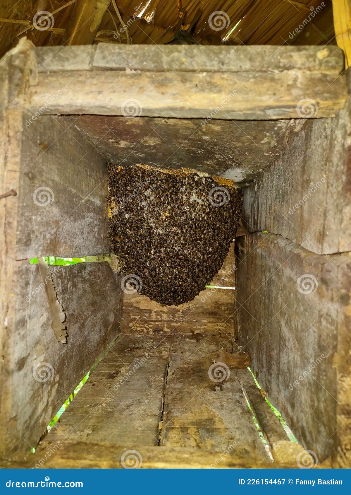 Jungle honey bee stock image. Image of jungle, hutan - 226154467