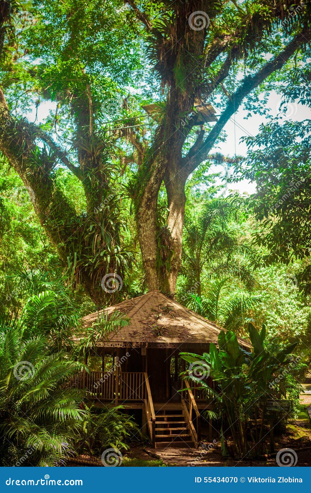 Jungle stock photo. Image of jamaica, wood, exotic, jungle - 55434070