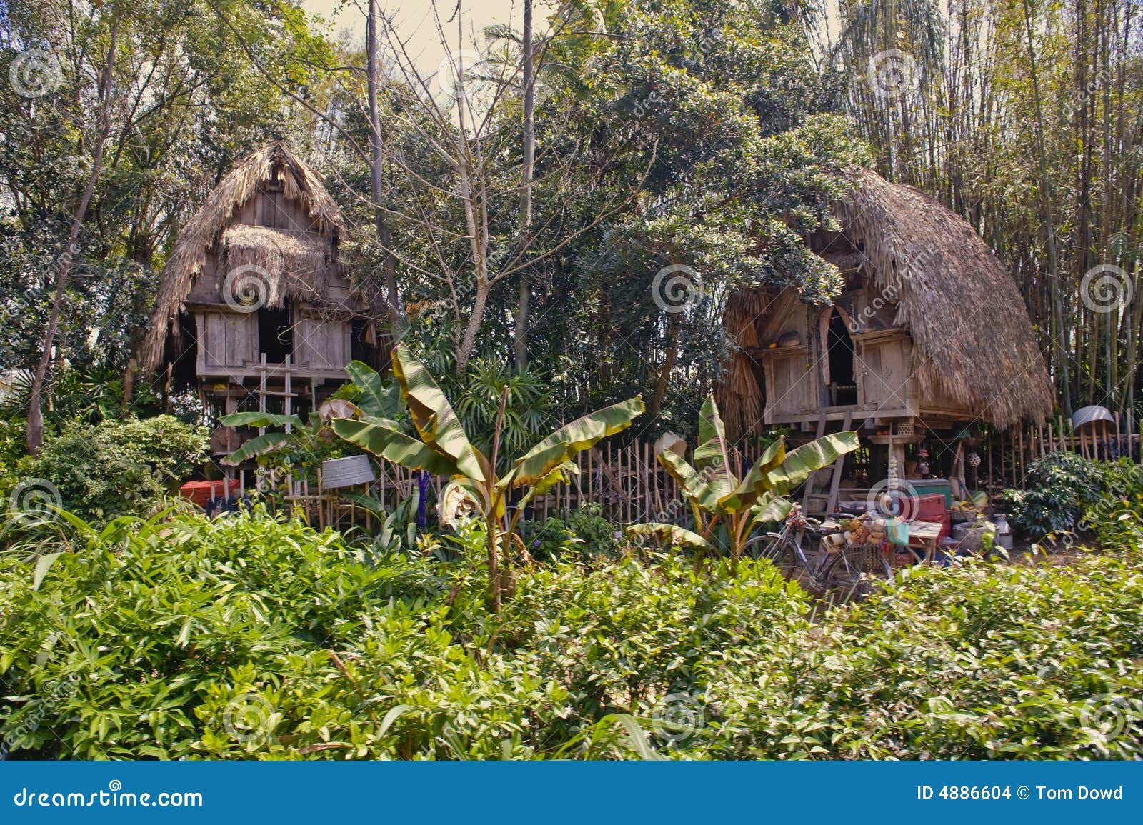 Jungle huts stock photo. Image of surinam, trees, huts - 4886604