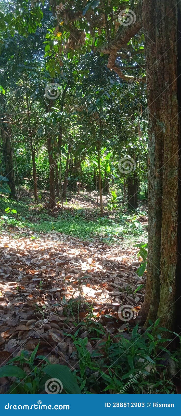 Jungle in indonesia stock image. Image of soil, wilderness - 288812903