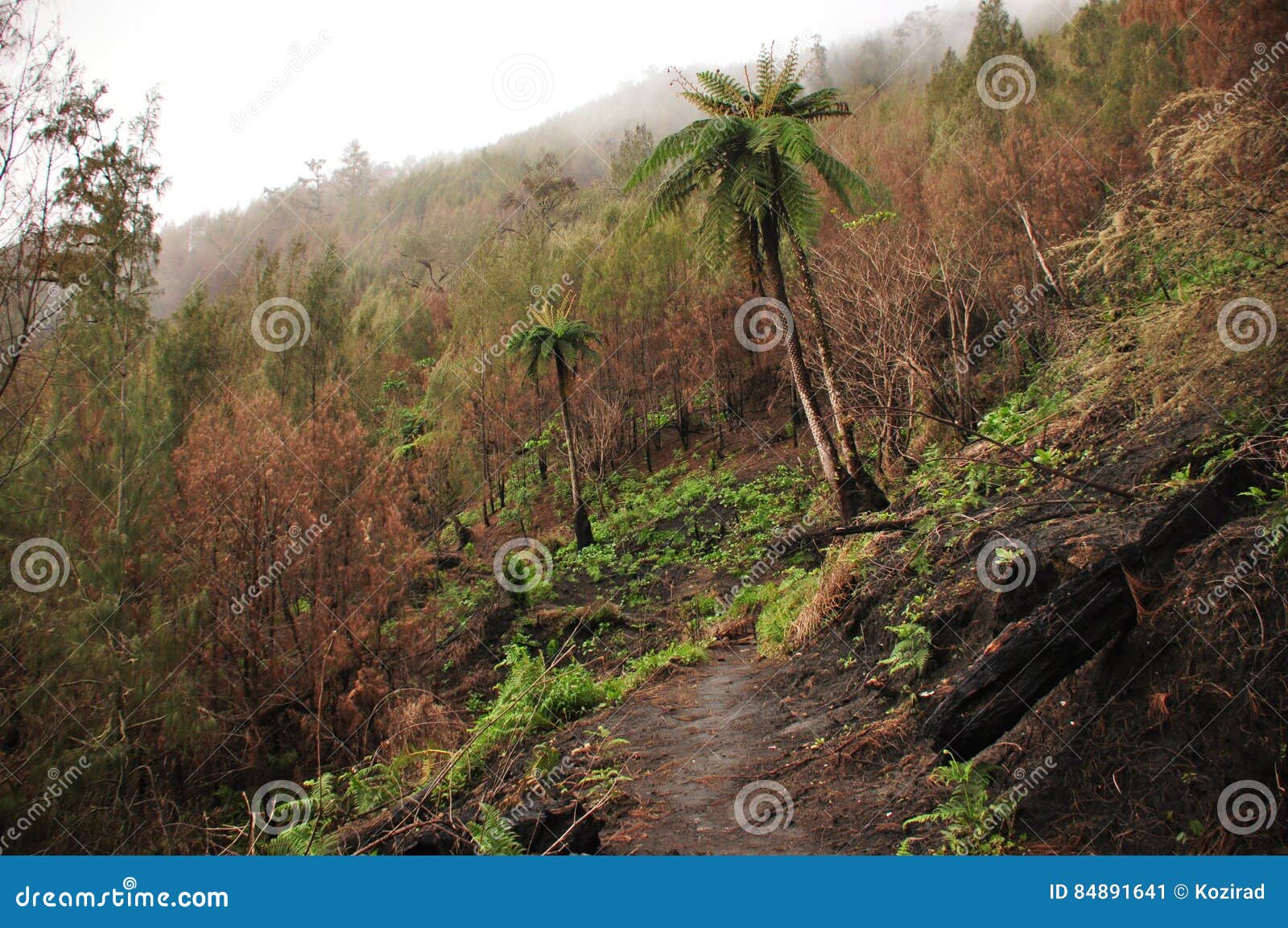 The Jungle in Indonesia. Java Stock Image - Image of branches, jungle ...
