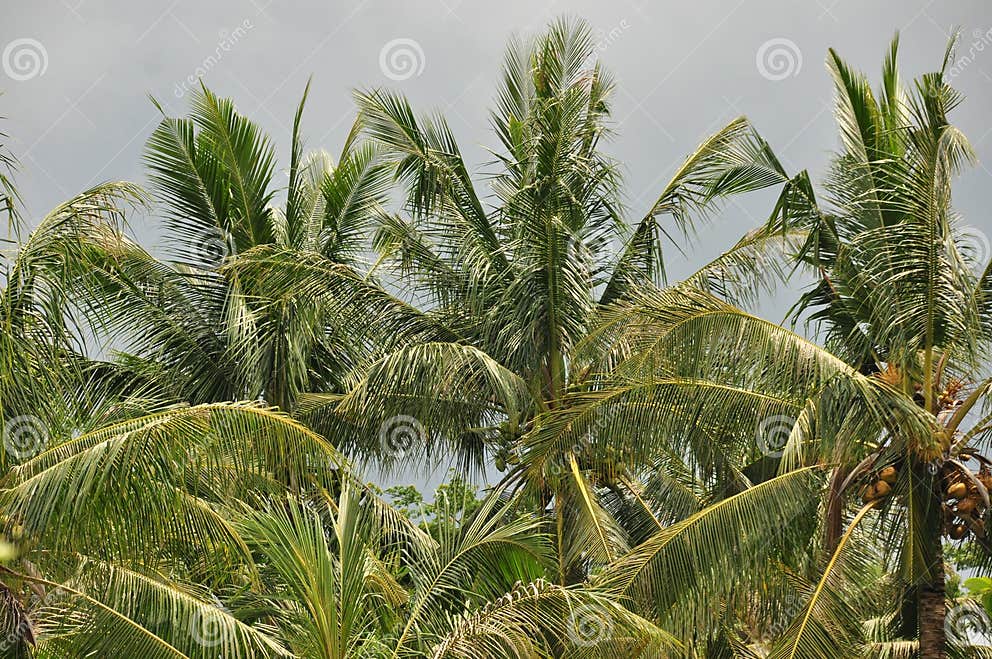 The Jungle in Indonesia. Java Stock Image - Image of java, ferns: 84952263