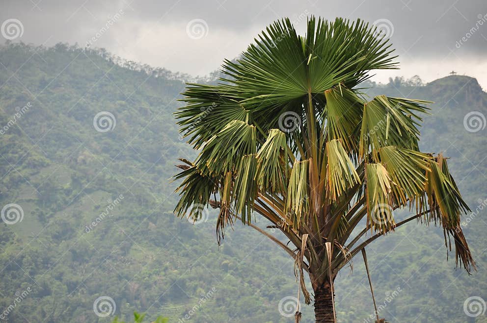 The Jungle in Indonesia. Java Stock Photo - Image of season, palm: 84954092