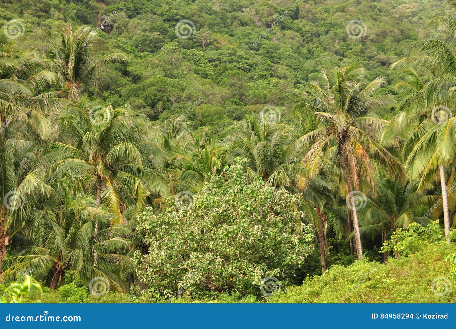 The Jungle in Indonesia. Java Stock Photo - Image of java, hills: 84958294