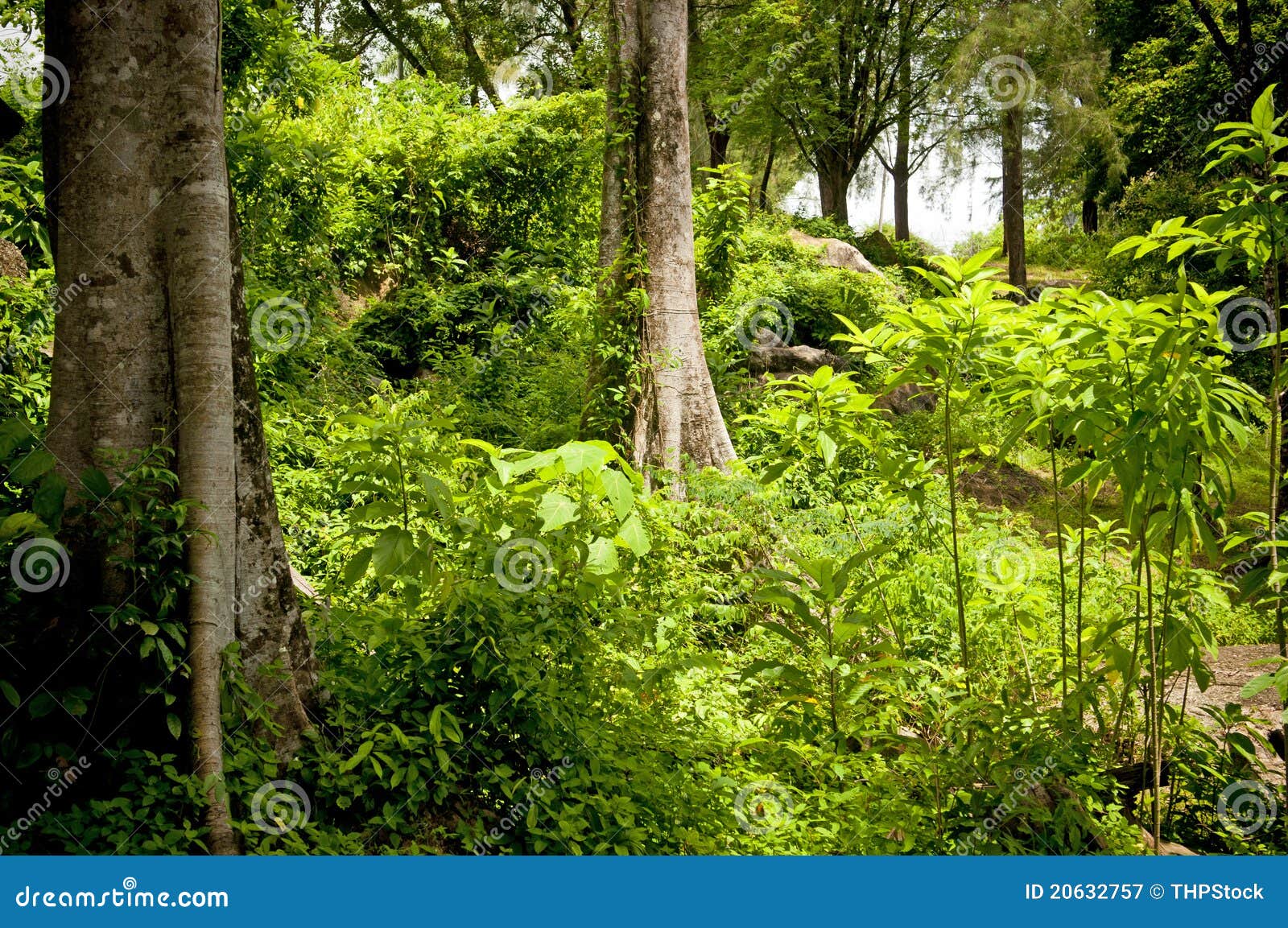 Jungle Landscape stock image. Image of jungle, exotic - 20632757
