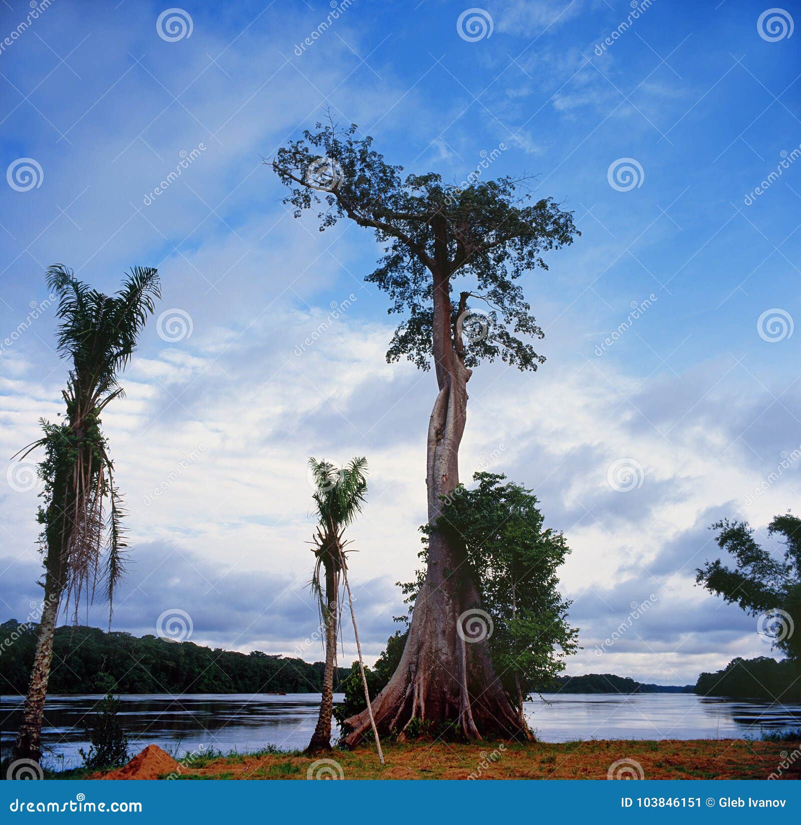 Jungle landscape in gabon stock image. Image of tree - 103846151