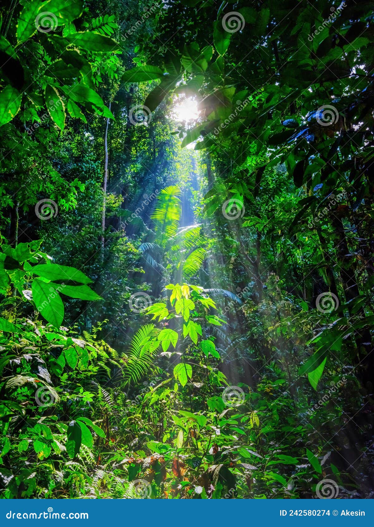 Jungle Landscape of Green Rainforest with Sunray Stock Photo - Image of ...
