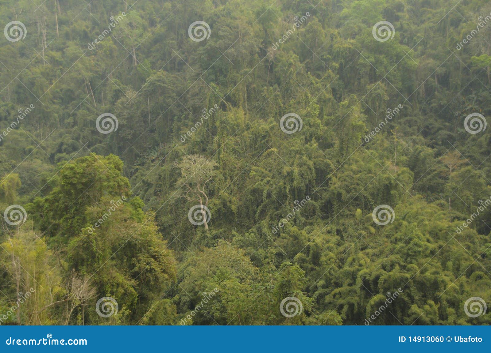 Jungle,Lao stock photo. Image of landscape, sunshine - 14913060