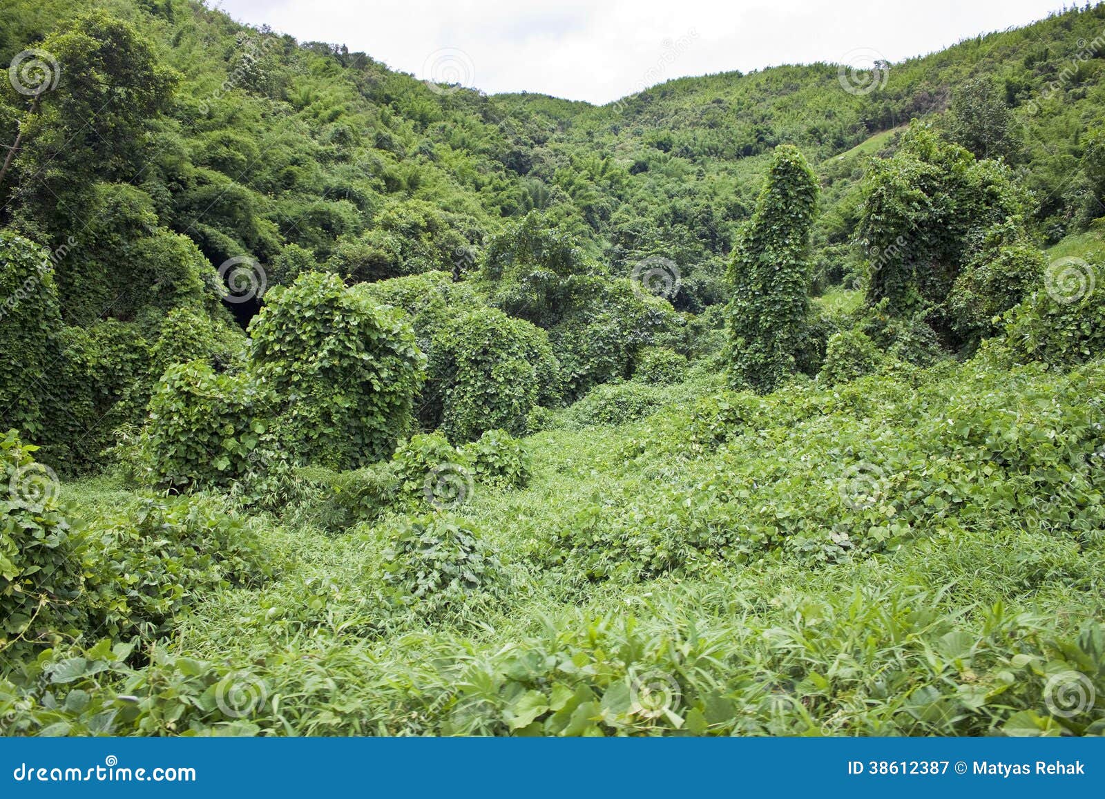 Jungle in Laos stock image. Image of forest, lush, mist - 38612387