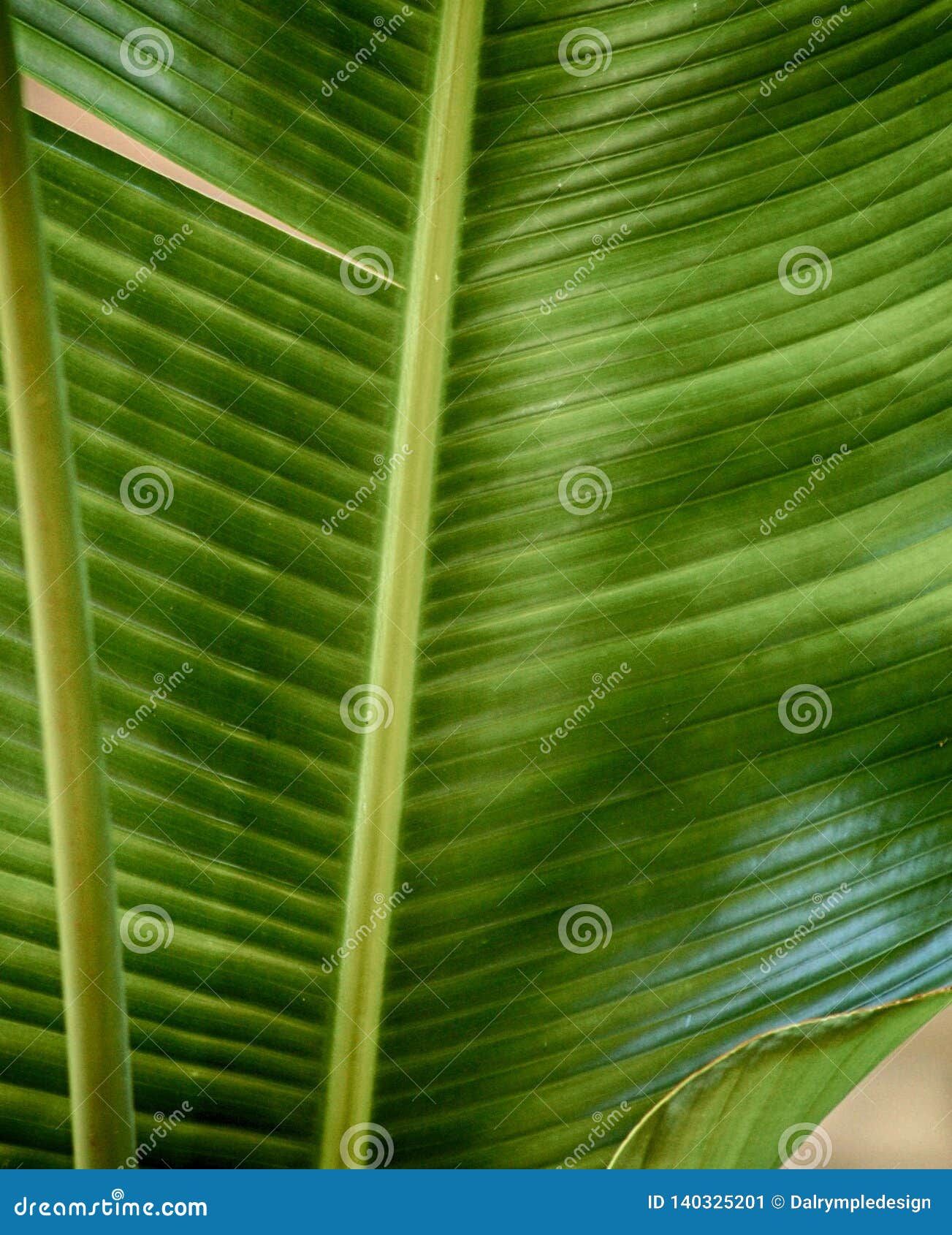 Jungle leaf close-up stock image. Image of nature, pattern - 140325201