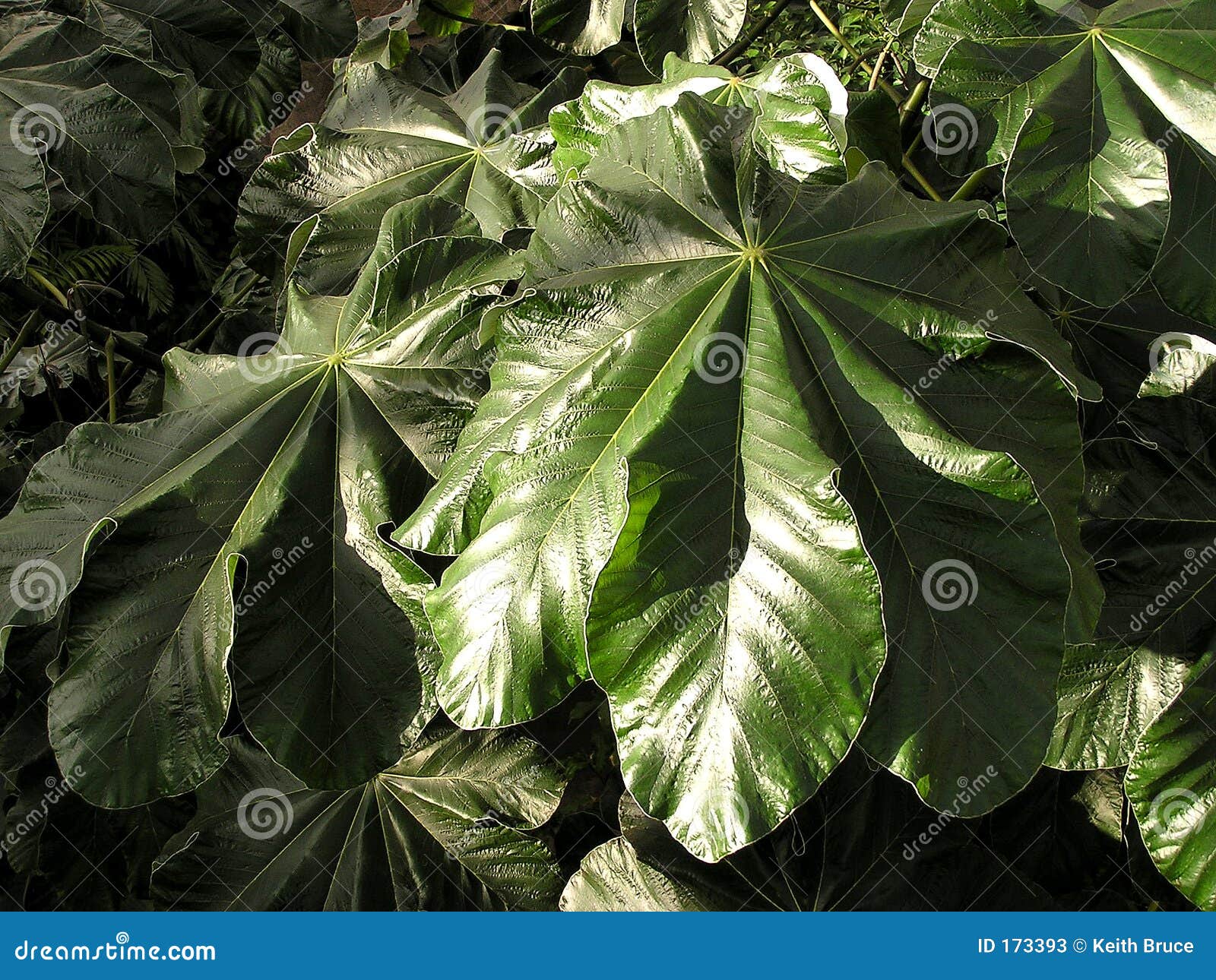 Jungle Leaf Texture 2 stock image. Image of rainforest - 173393