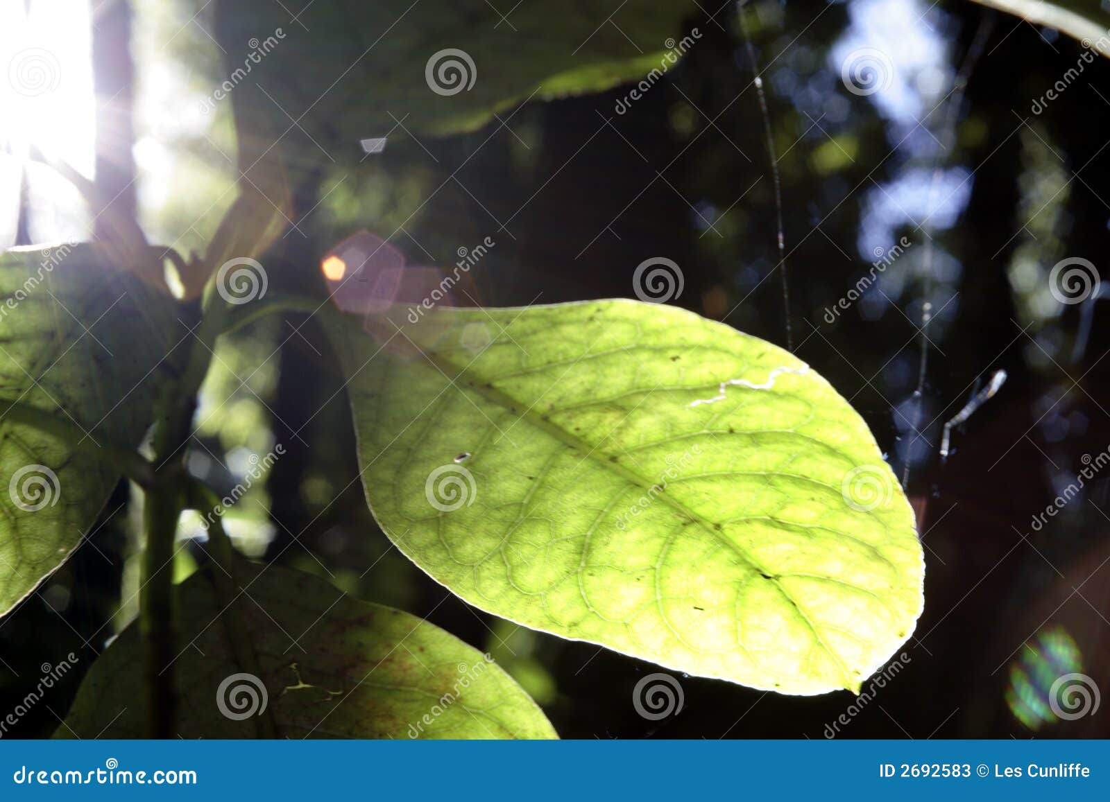 Jungle leaves stock image. Image of detail, highlight - 2692583