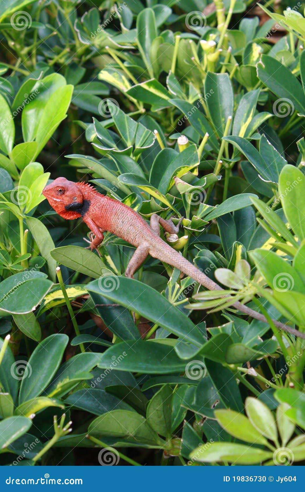Jungle lizard stock photo. Image of reptile, crawling - 19836730