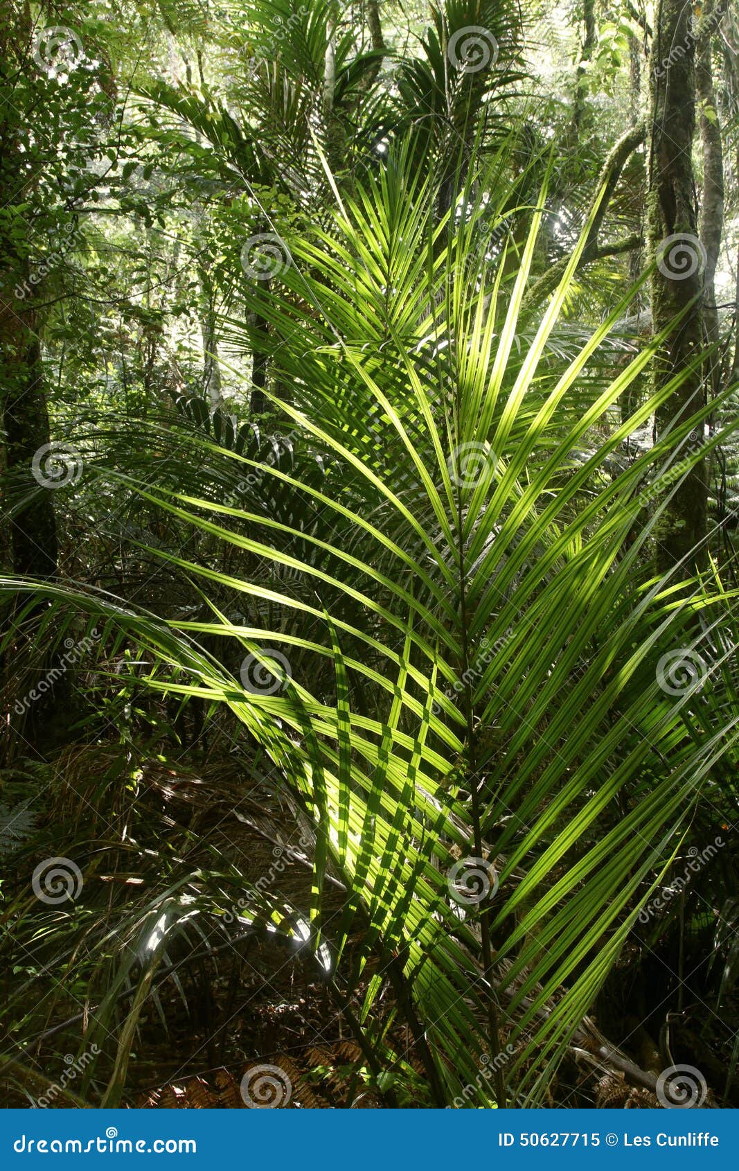 Jungle stock image. Image of rainforest, outdoor, outdoors - 50627715