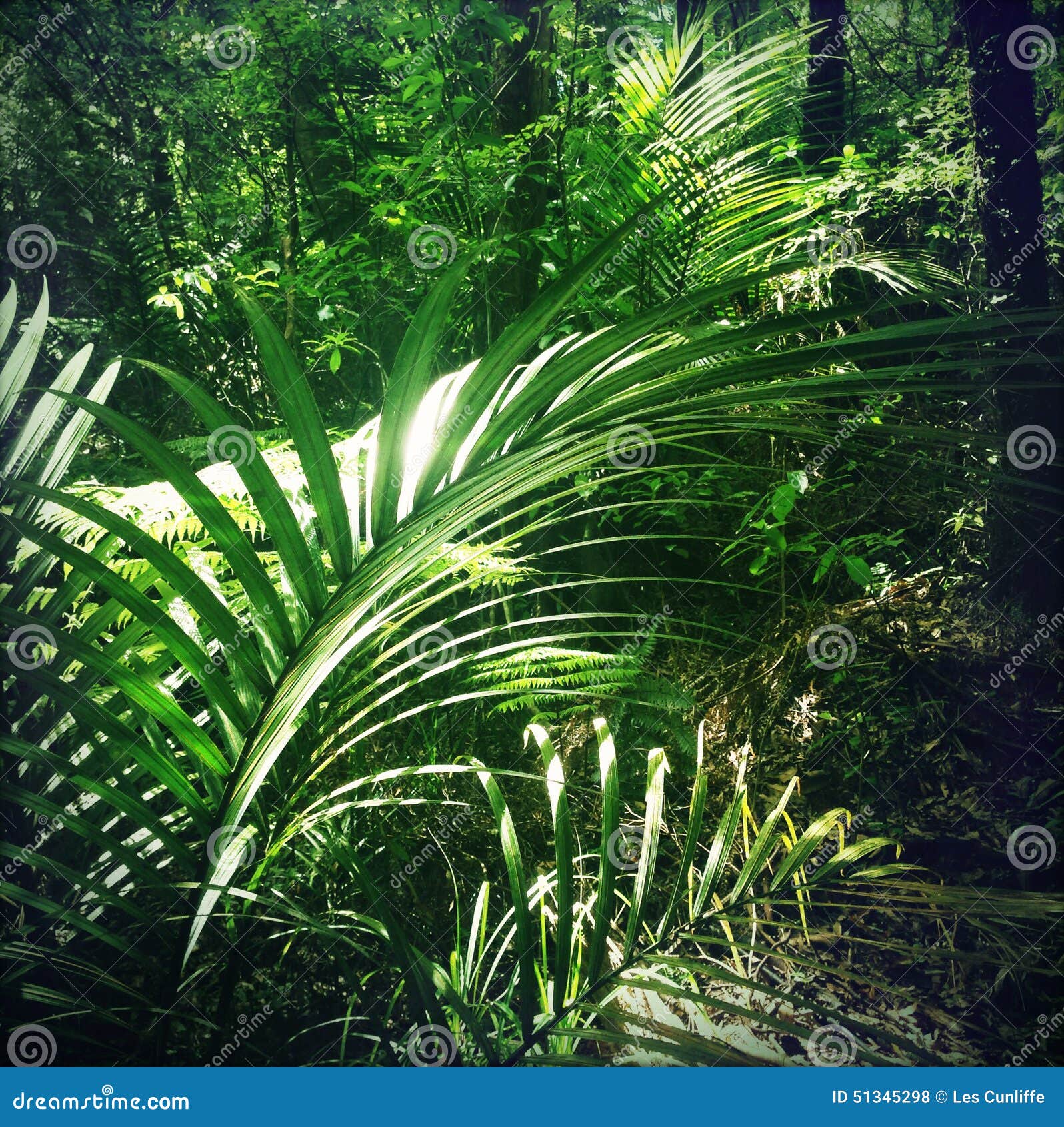 Jungle stock photo. Image of outside, nature, outdoors - 51345298