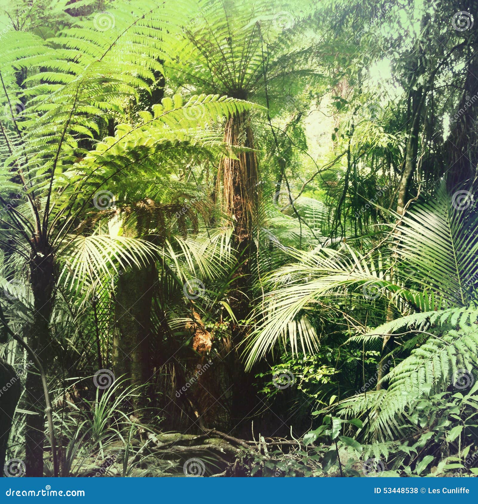 Jungle stock photo. Image of rainforest, greenery, rain - 53448538