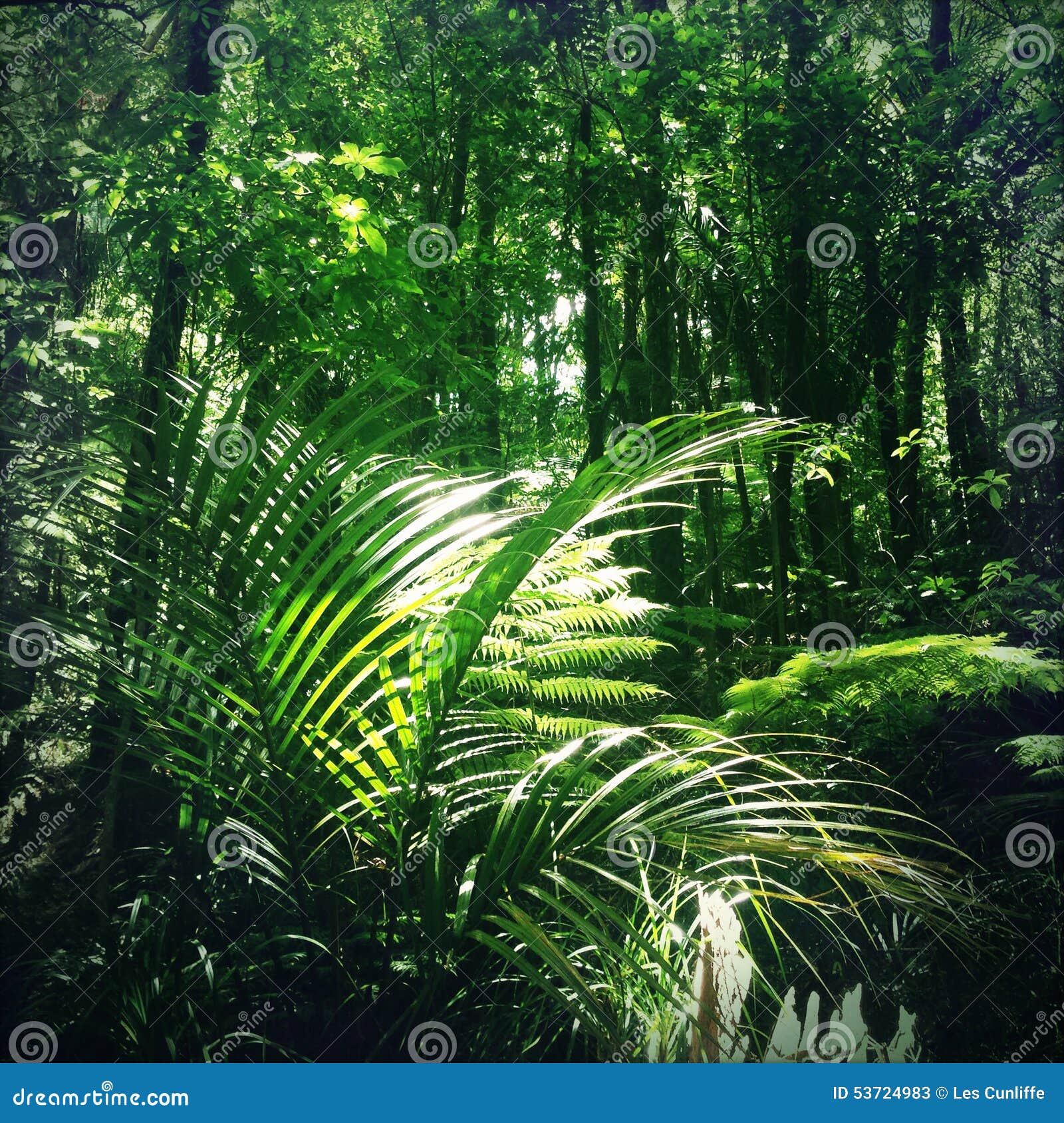 Jungle stock image. Image of outdoors, flora, lush, environmental ...